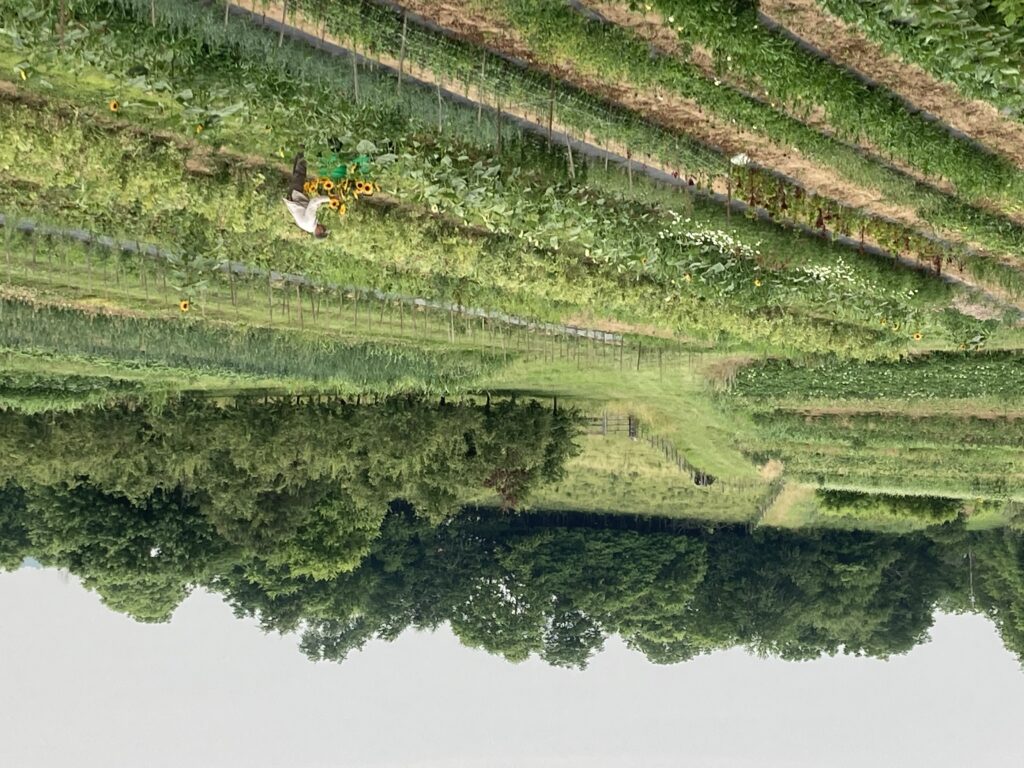 Home | Coulter's Good Earth Farm